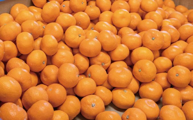 こだわりの和歌山県産 有田みかん 5kg(S～Lサイズおまかせ) ひとつひとつ手選別で厳選!生産者から直送 【2024年11月下旬～1月中旬ごろに順次発送予定】【hdm005】 / 和歌山県北 ...