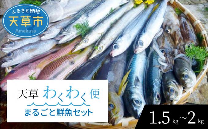 S059-018_【3枚おろし済み】 天草わくわく便 まるごと鮮魚セット / 熊本県天草市 | セゾンのふるさと納税