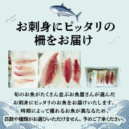 S121-T02_【隔月 6回お届け】天草天然鮮魚を直送 お刺身用柵定期便 / 熊本県天草市 | セゾンのふるさと納税